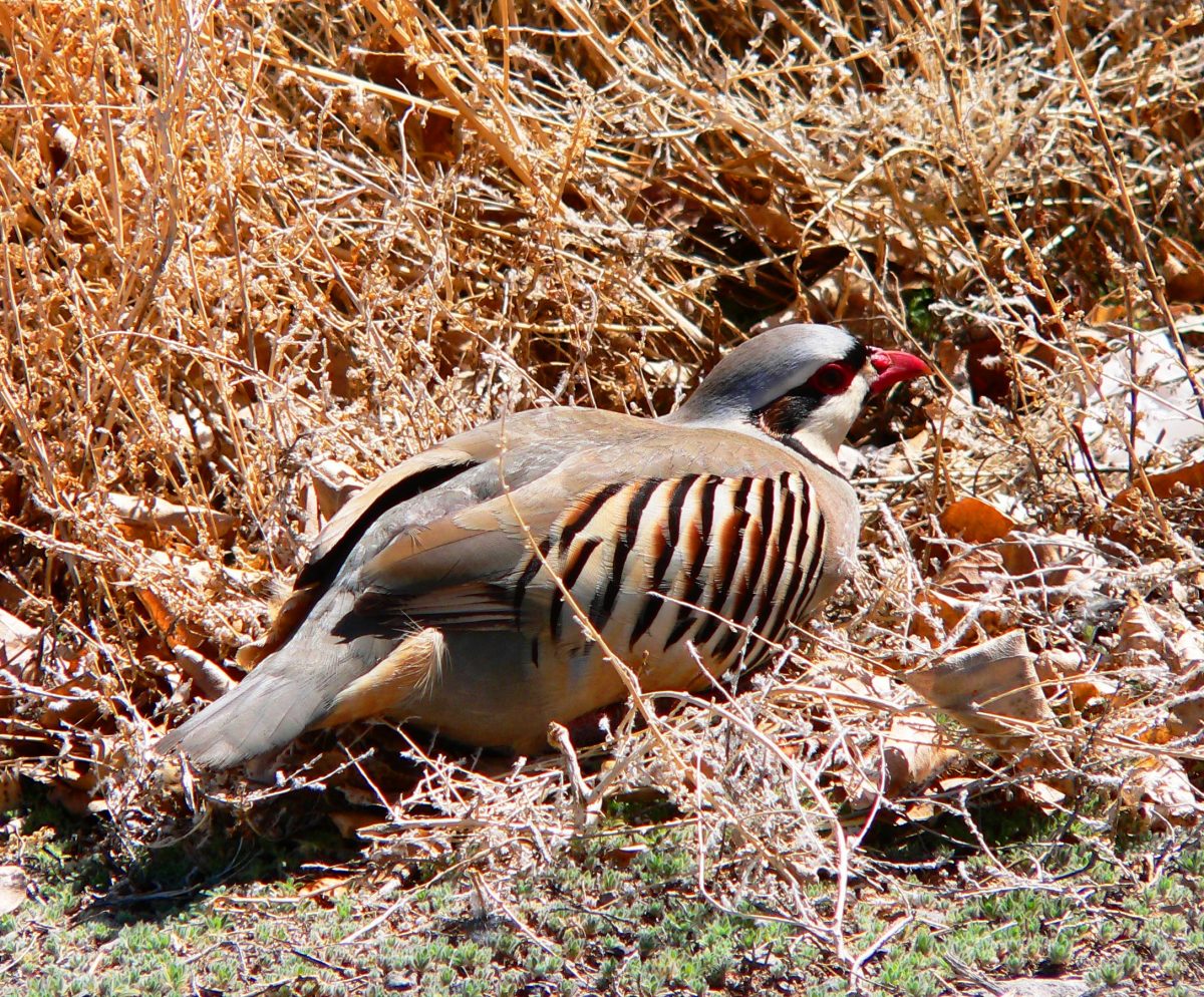 Conservation – Utah Chukar & Wildlife Foundation